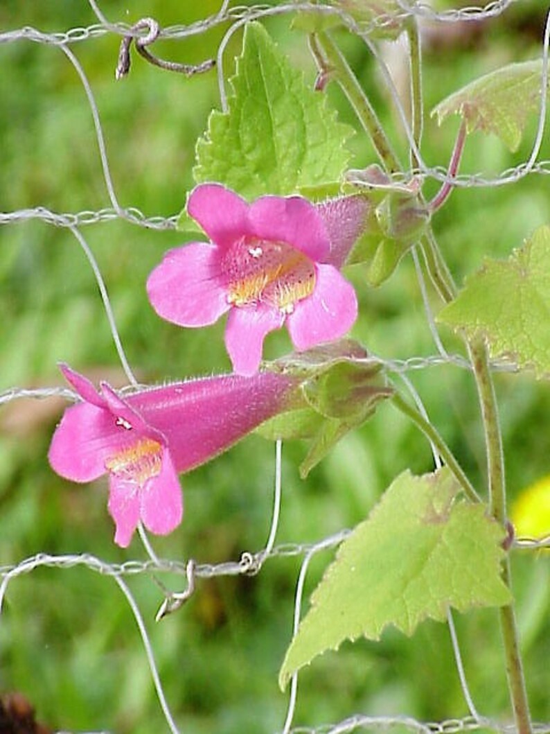 10 MIXED DRAGONSNAP VINE Asarina Scandens Climbing Snapdragon - Etsy