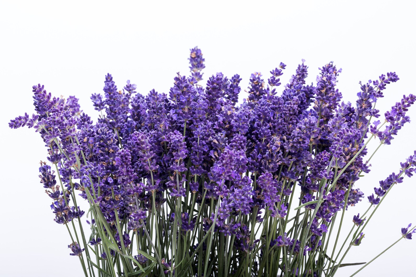 500 True ENGLISH LAVENDER VERA Lavandula Angustifolia Vera - Etsy Canada
