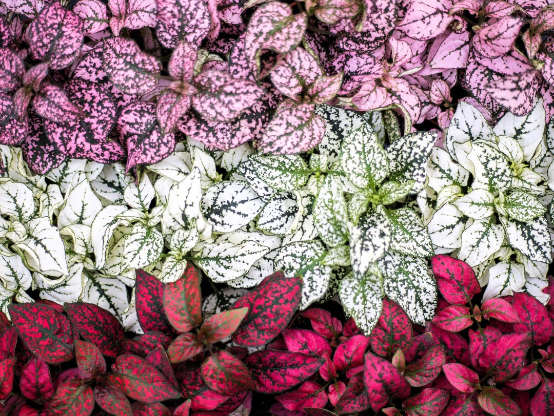 10 Dwarf Mixed Colors POLKA DOT PLANT Red Pink White Rose Splash Select ...