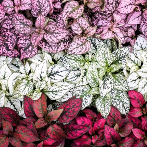 10 Dwarf Mixed Colors POLKA DOT PLANT Red Pink White Rose Splash Select ...