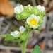 50 PRAIRIE CINQUEFOIL Tall Potentilla Drymocallis Arguta White Pale ...