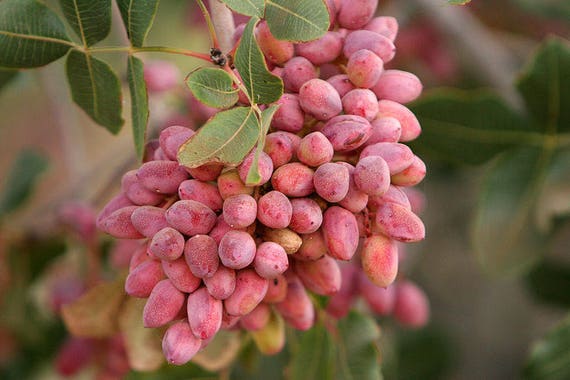 Pistachio Tree Flowers