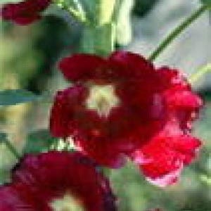 25 DARK RED HOLLYHOCK Alcea Rosea Flower Seeds Perennial combined S/H ...