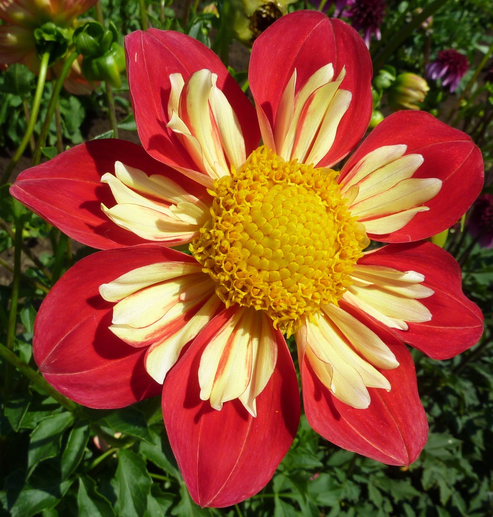 50 MIXED COLLARETTE DAHLIA Variabilis Two Tone Mix of Red Pink Purple ...