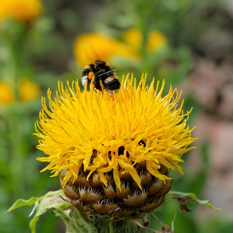 500 MIXED SWEET SULTAN Imperialis Mix Amberboa Moschata - Etsy
