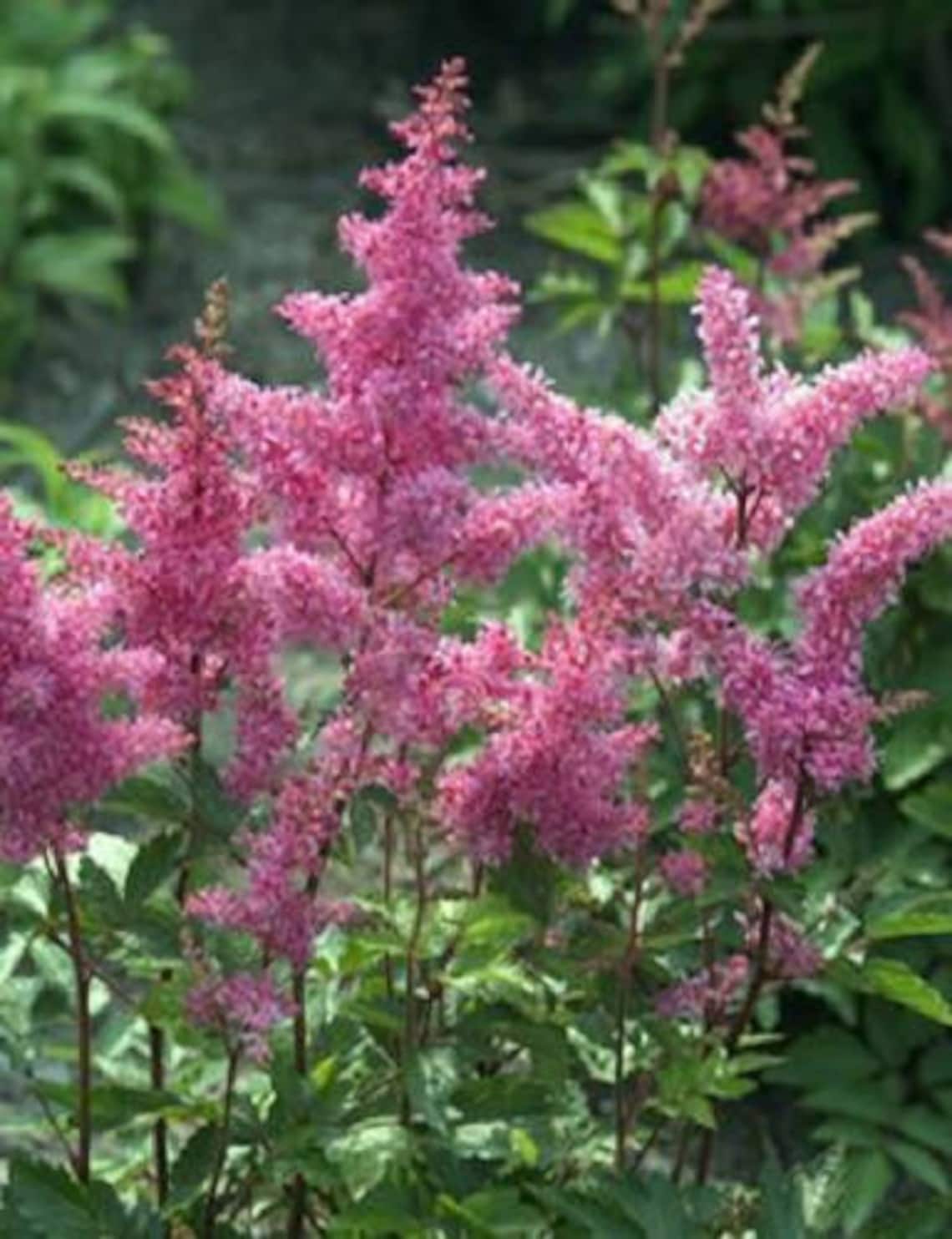 100 PINK MIX ASTILBE false Spirea / False Goats Beard - Etsy