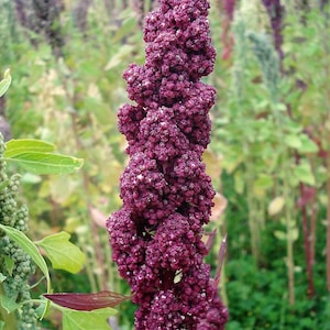 100 Organic BRILLIANT RAINBOW QUINOA Mix Mixed Colors Chenopodium Grain ...