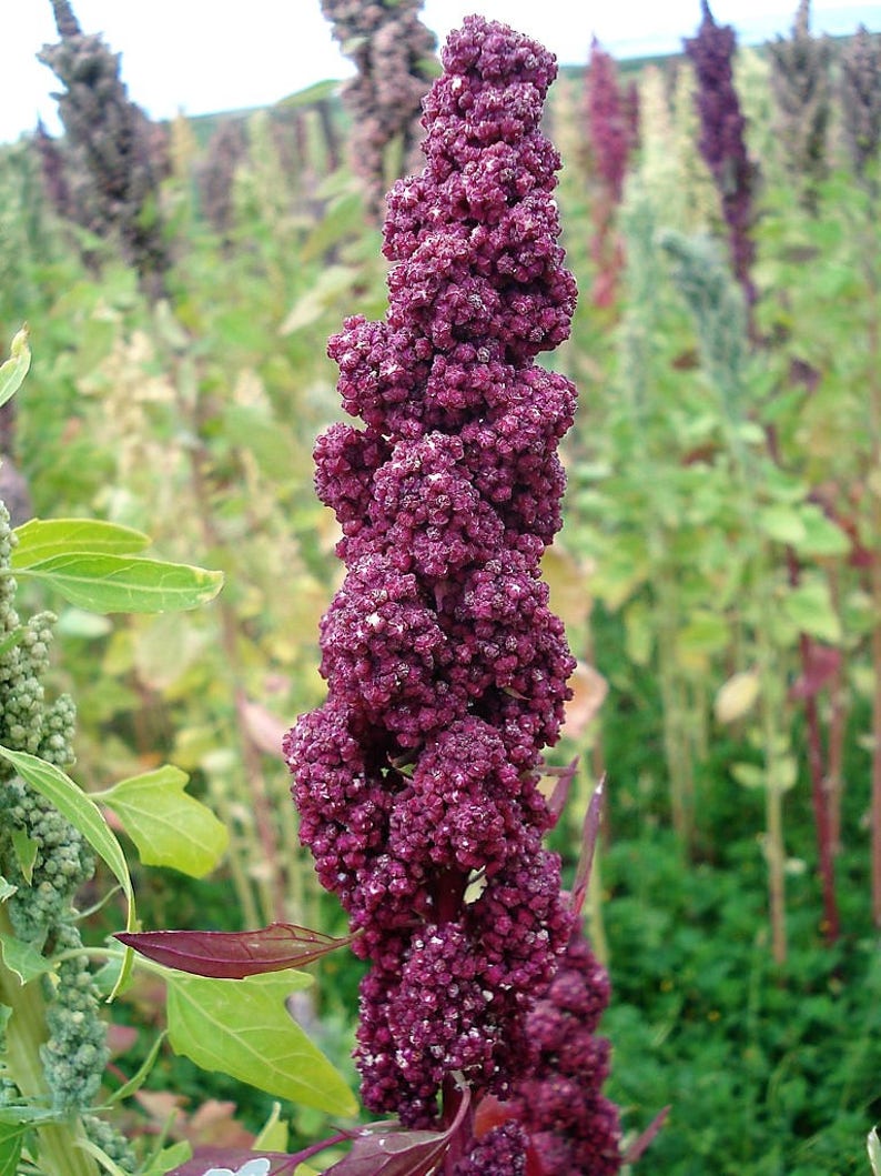 100 Organic BRILLIANT RAINBOW QUINOA Mix Mixed Colors - Etsy