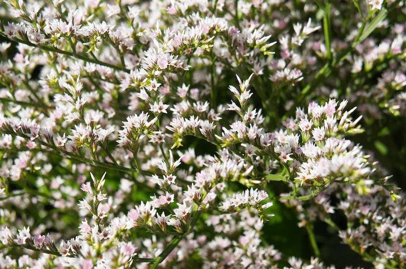 30 GERMAN STATICE White Sea Lavender Goniolimon Tataricum Limonium ...