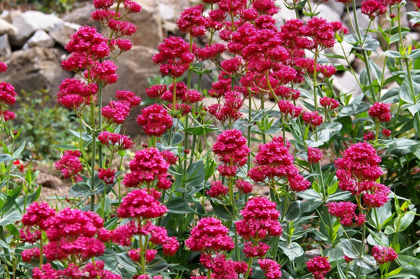 50 RED JUPITER'S BEARD Valerian Keys of Heaven Centranthus Ruber Flower ...