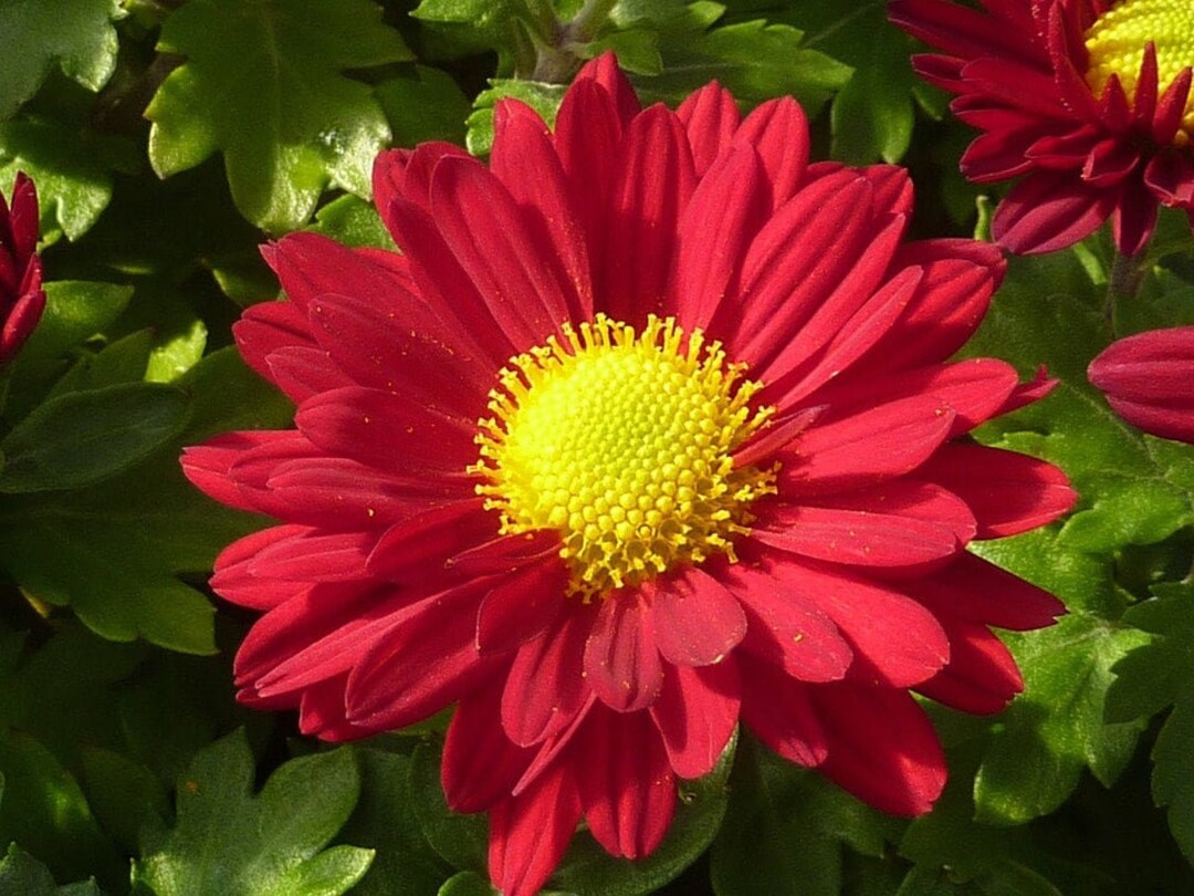 100 RED ROBINSONS DAISY Painted Chrysanthemum Coccineum Pyrethrum ...