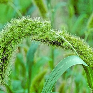 50 LIMELIGHT SPRAY MILLET Light Lime Green Flower Setaria Italica Grass ...