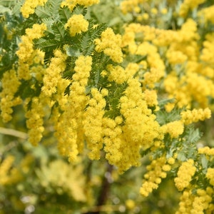 10 GOLDEN MIMOSA Acacia Baileyana Yellow Wattle Tree Flower Seeds comb ...