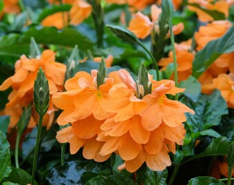 NEW Crossandra Seeds, Tropic Flame Crossandra, Firecracker Flower ...