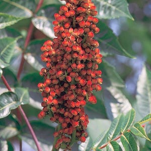 75 SMOOTH SUMAC TREE Red Berries Rhus Glabra Borealis Seeds - Etsy