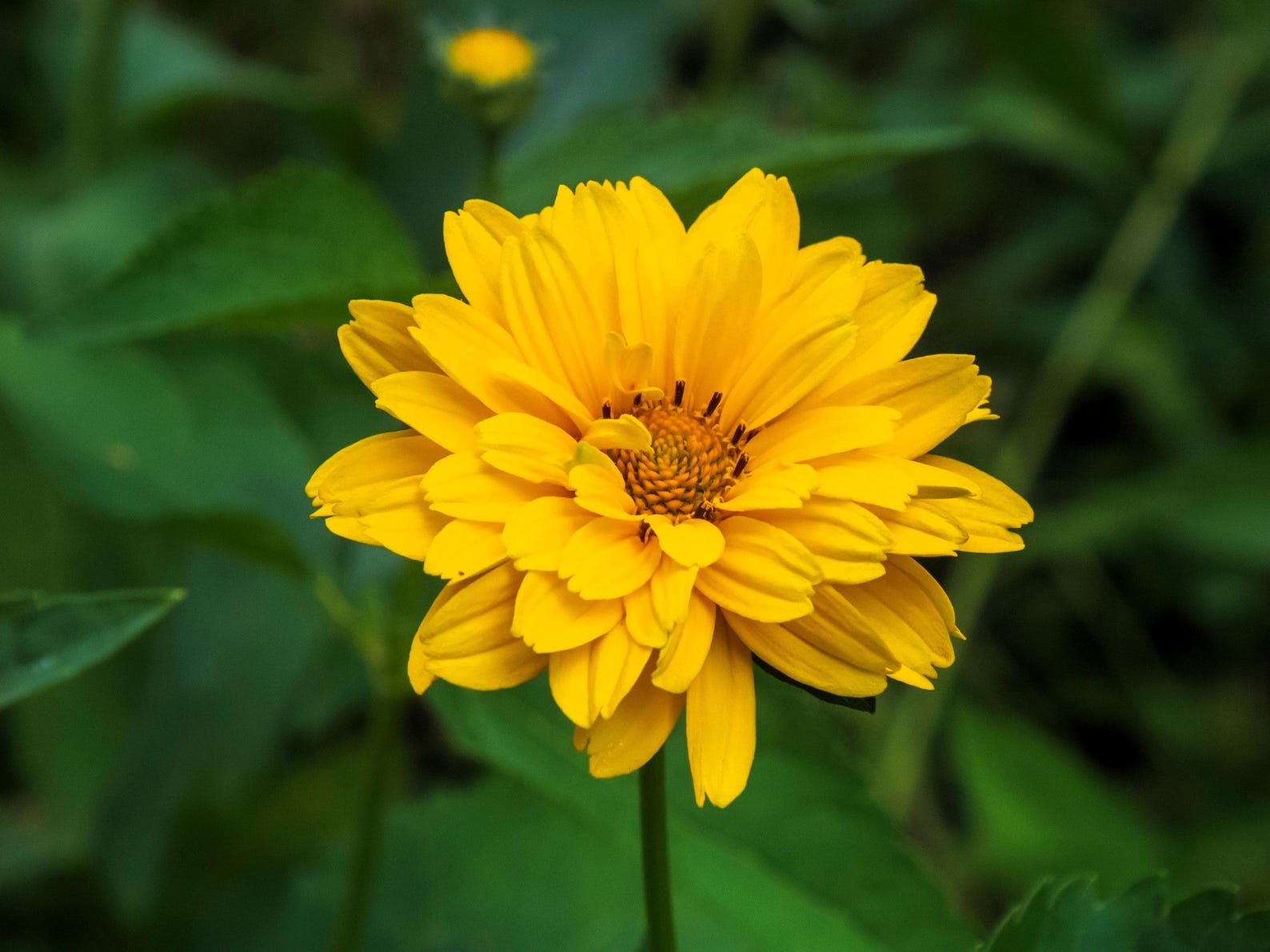 50 SUMMER SUN SUNDROPS Yellow Heliopsis Scabra False Sunflower Flower ...