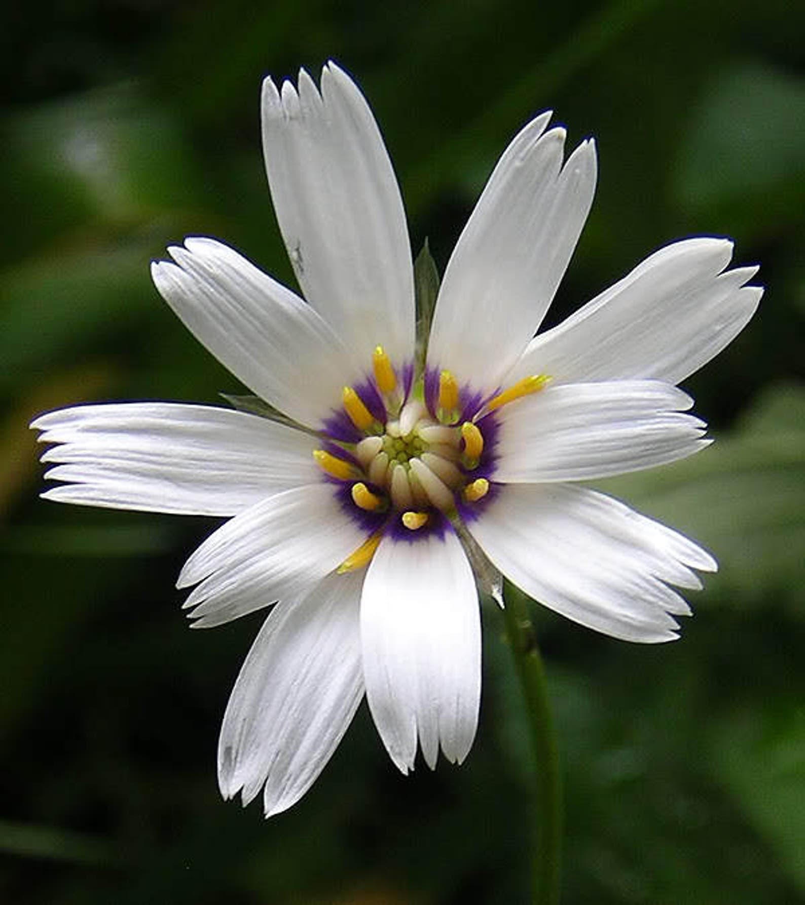 25 WHITE CUPID'S DART Love Plant Catananche Caerulea - Etsy