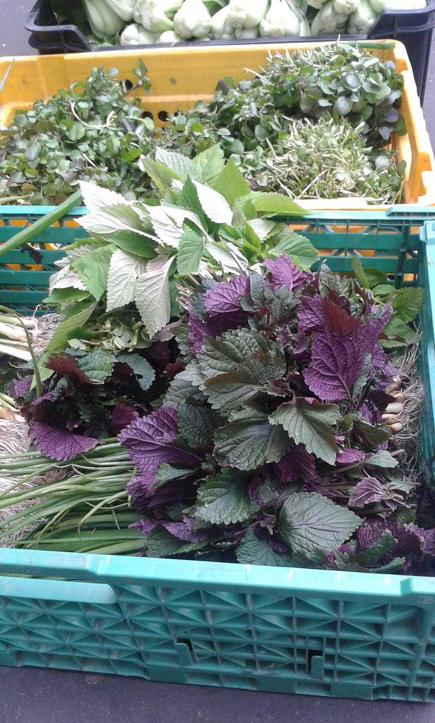 300 PURPLE SHISO Aka PERILLA Frutescens Ornamental Herb Seeds Green ...