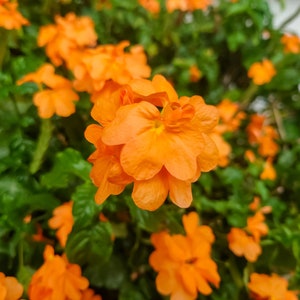 10 ORANGE MARMALADE CROSSANDRA Infundibuliformis Firecracker Flower ...