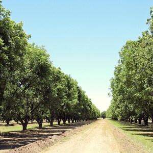 5 HARDY PECAN Tree Carya Illinoinensis King Nut Native Fruit Tree Seeds ...
