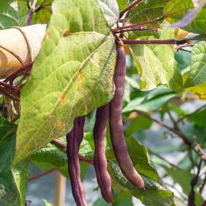 100 RED RIPPER COWPEA Cow Pea Southern Pea Vigna Unguiculata Legume ...