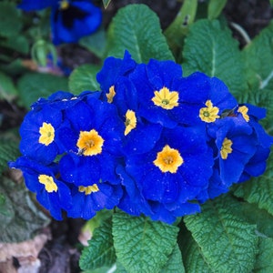 15 Accord BLUE ENGLISH PRIMROSE Primula Vulgaris Part Shade Houseplant ...