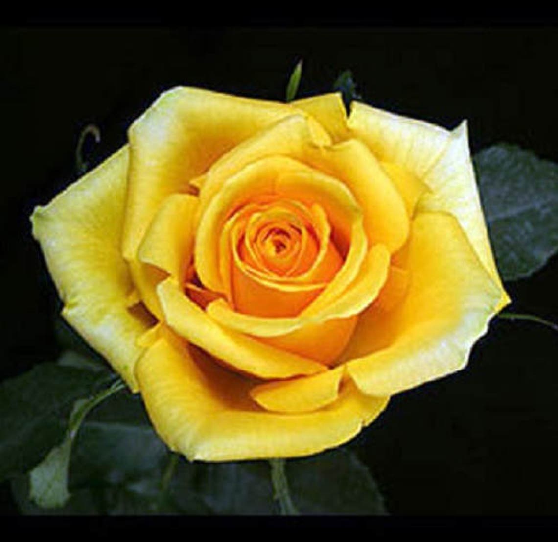 5 YELLOW ROSE Rosa Bush Shrub Perennial Flower Seeds flat - Etsy