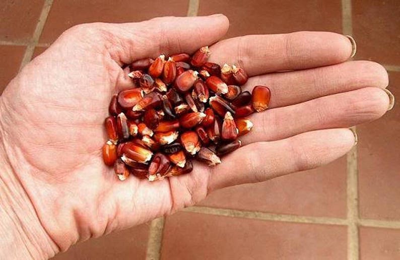 35 BLOODY BUTCHER Red CORN Edible & Ornamental Heirloom Zea - Etsy