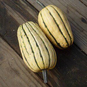 50 DELICATA SQUASH Striped Sweet Potato Cucurbita Pepo Vegetable Seeds ...