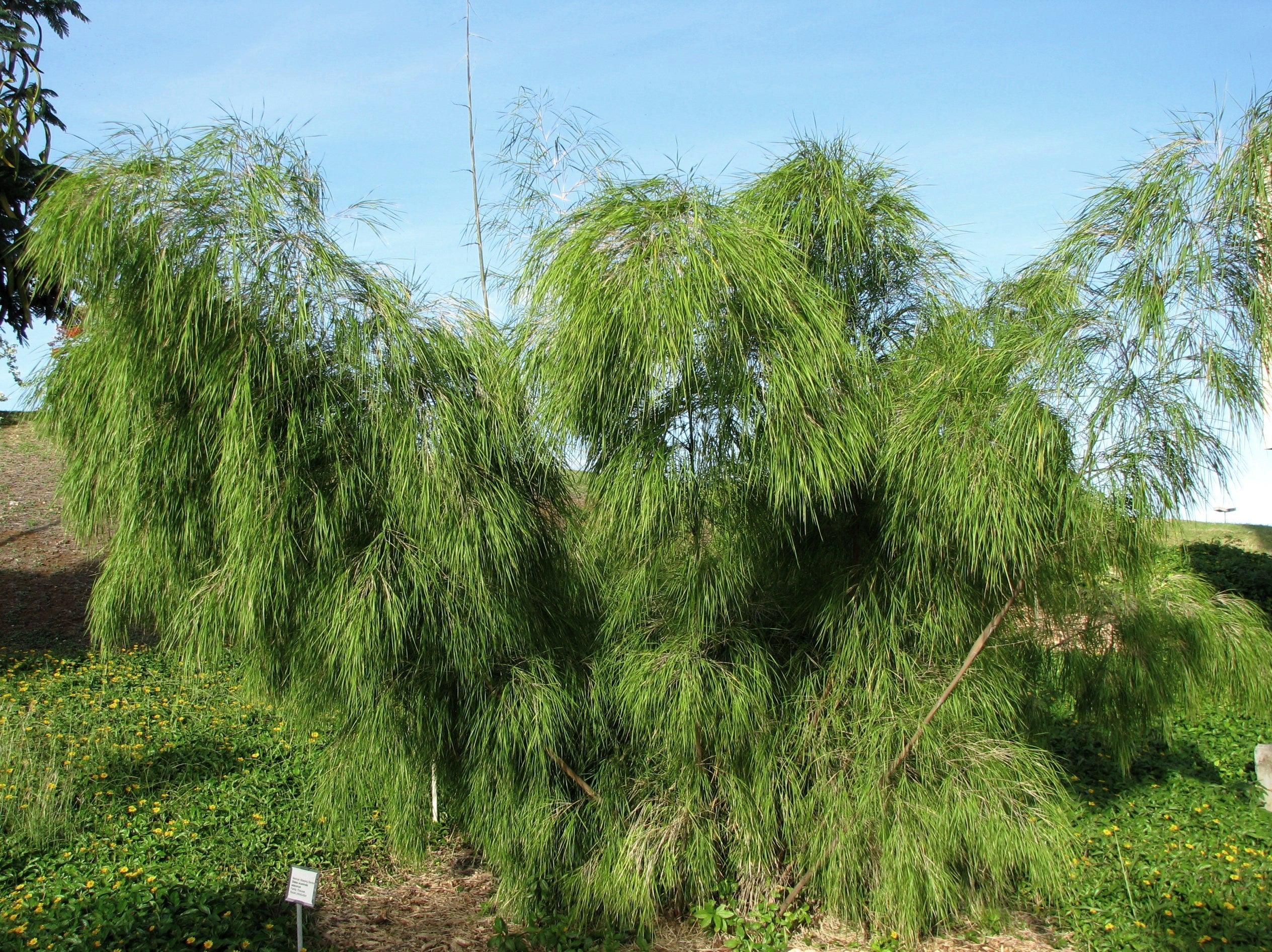 10 MEXICAN WEEPING BAMBOO Otatea Acuminata Rare Seeds - Etsy