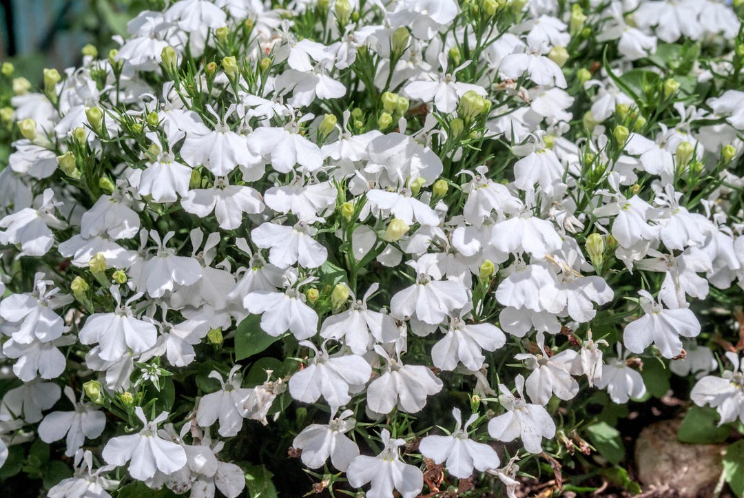200 WHITE LOBELIA REGATTA Erinus Flower Seeds *combined S/H - Etsy