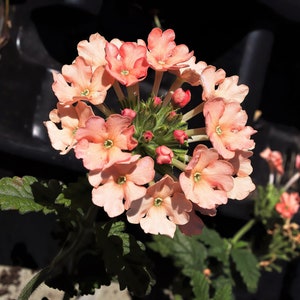 50 Dwarf APRICOT VERBENA Nana Compacta Fragrant Butterfly Flower Seeds ...