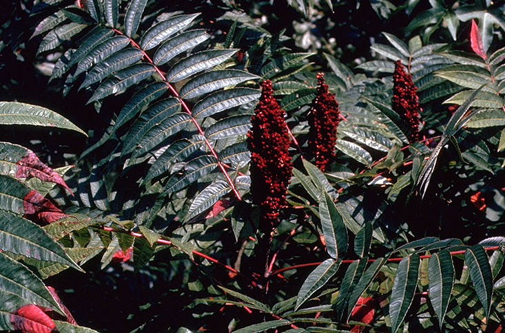 75 SMOOTH SUMAC TREE Red Berries Rhus Glabra Borealis Seeds | Etsy