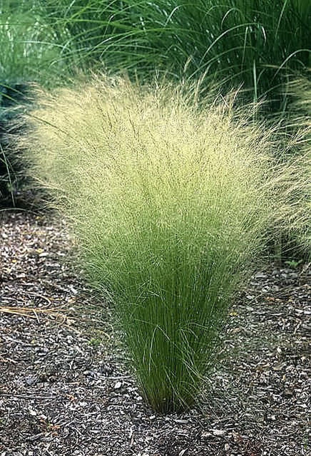 25 MEXICAN FEATHER GRASS Pony Tails Ornamental Stipa Tenuissima Seeds ...