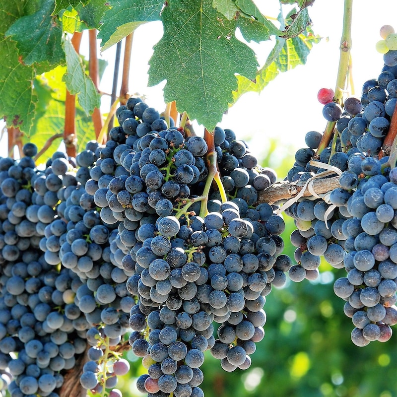 Chapeau Grape De Raisin - Etsy Canada