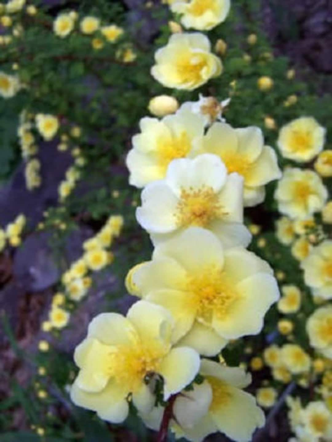 10 Golden Yellow FATHER HUGO ROSE Rosa Hugonis Flower Bush Shrub Seeds ...