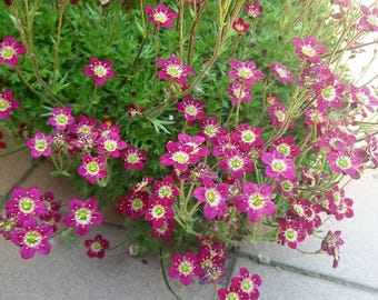 Purple Robe Saxifraga Flower Seeds / Arendsii / Perennial 75+ - Etsy