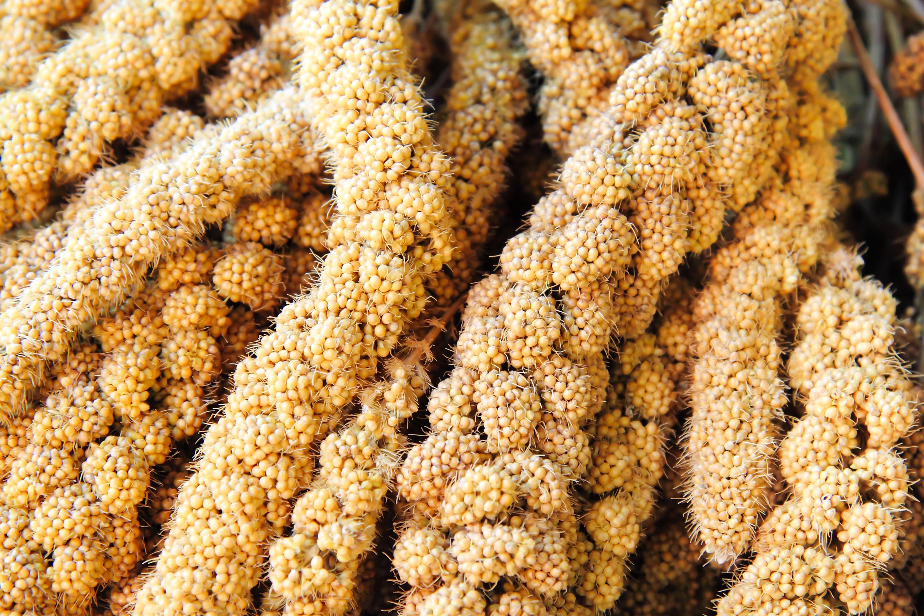 100 FOXTAIL MILLET Setaria Italica Ornamental Grass Flower Seeds *flat ...