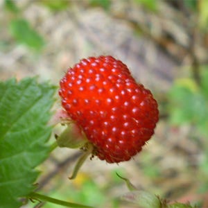 20 AUSTRALIAN RASPBERRY Aka Queensland & Atherton Raspberry Rubus ...