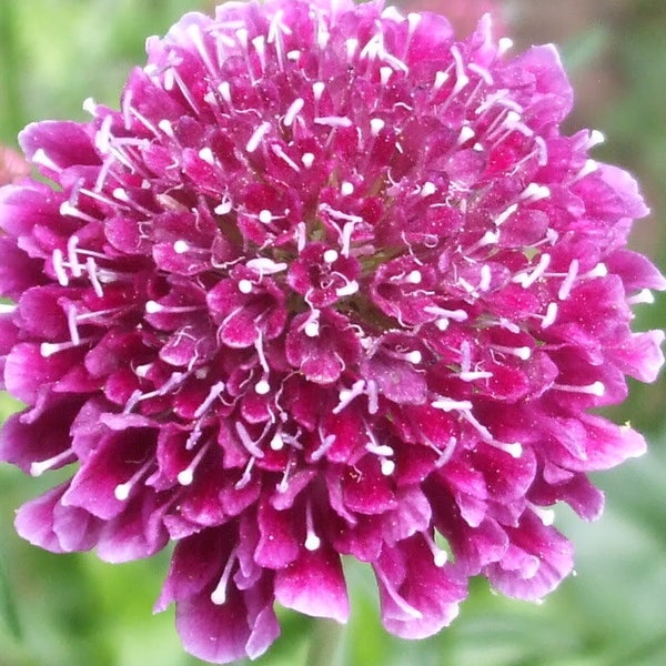 Scabiosa Seeds - Etsy