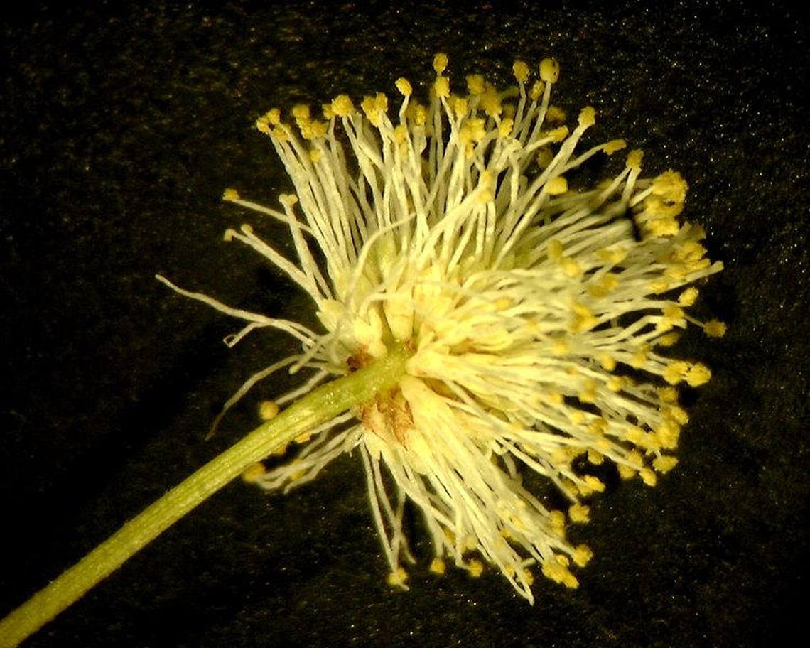 100 ILLINOIS BUNDLEFLOWER Prairie Mimosa Desmanthus - Etsy