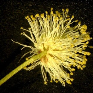 100 ILLINOIS BUNDLEFLOWER Prairie Mimosa Desmanthus Illinoensis Flower ...