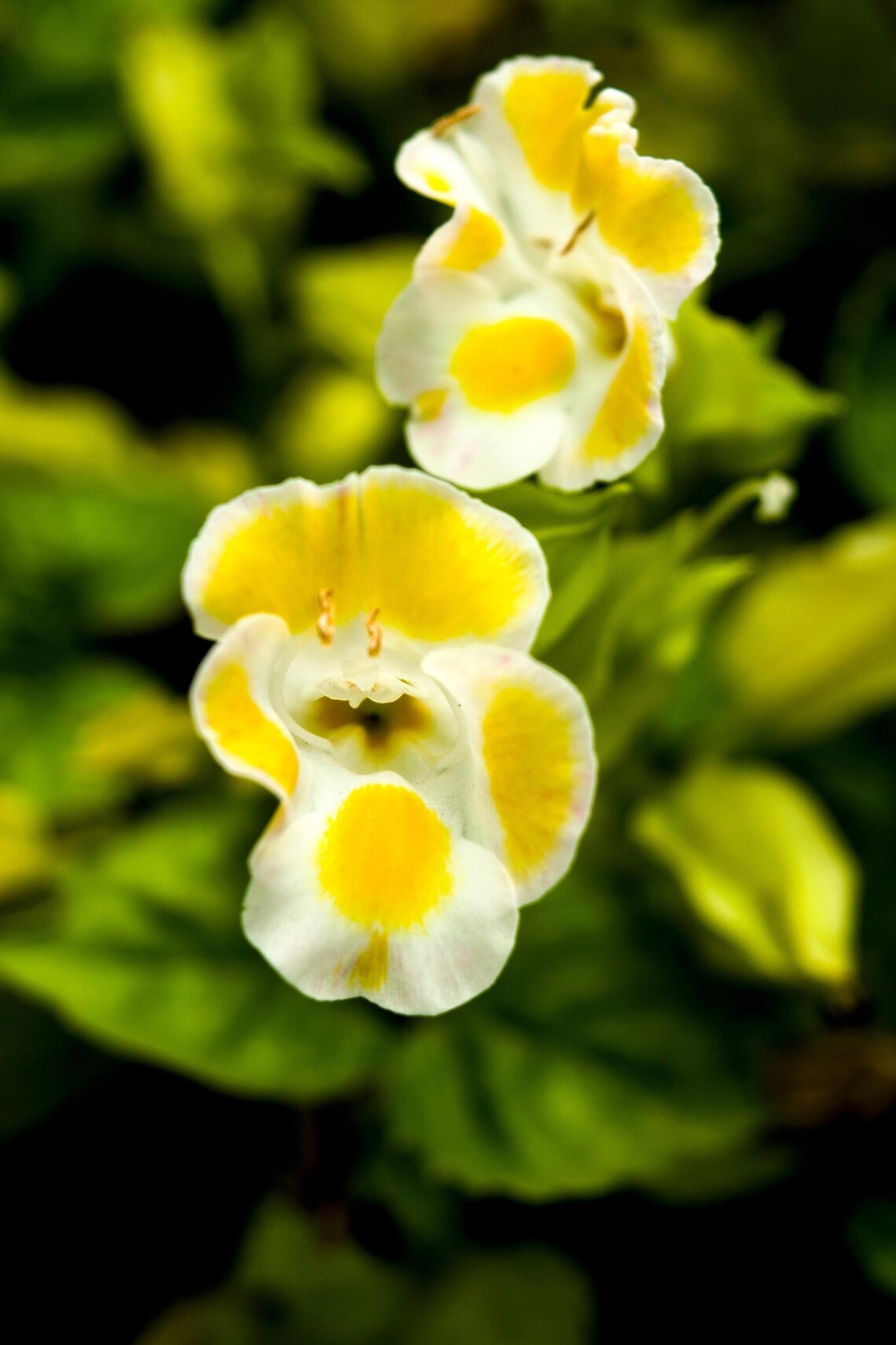 10 KAUAI MIX TORENIA Fournieri Sun or Shade Wishbone Flower Seeds ...