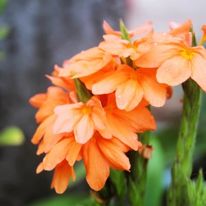 10 ORANGE MARMALADE CROSSANDRA Infundibuliformis Firecracker Flower ...