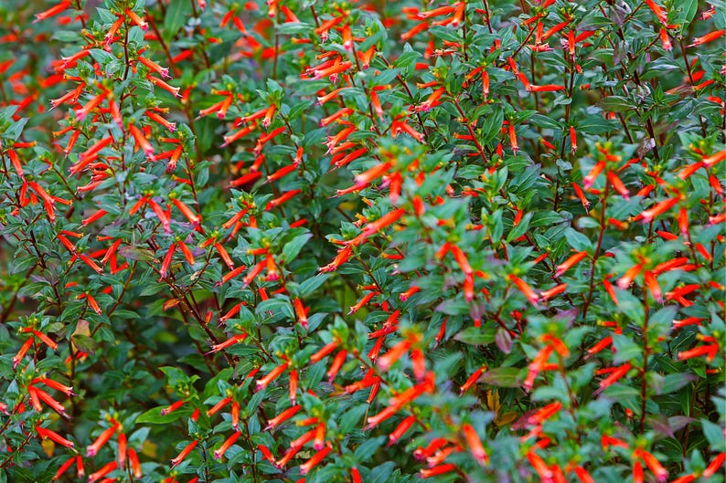 10 Red CIGAR PLANT Mexican Firecracker Cuphea Ignea Hummingbird Flower ...