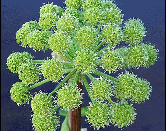 50 WHITE LYCHNIS Coronaria Alba white Rose Campion / Evening - Etsy