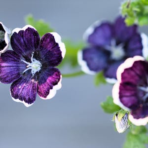 50 PENNIE BLACK - NEMOPHILA Discoidalis Penny White Flower Seeds *comb ...