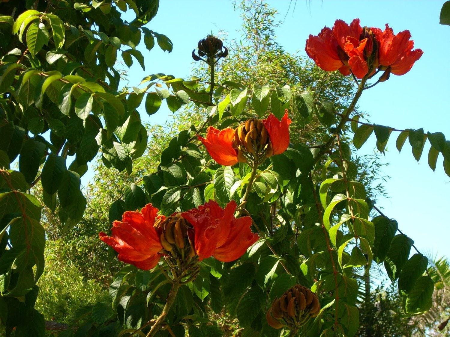 15 Red AFRICAN TULIP TREE (fire Tree / Flame of the Forest / Fountain ...