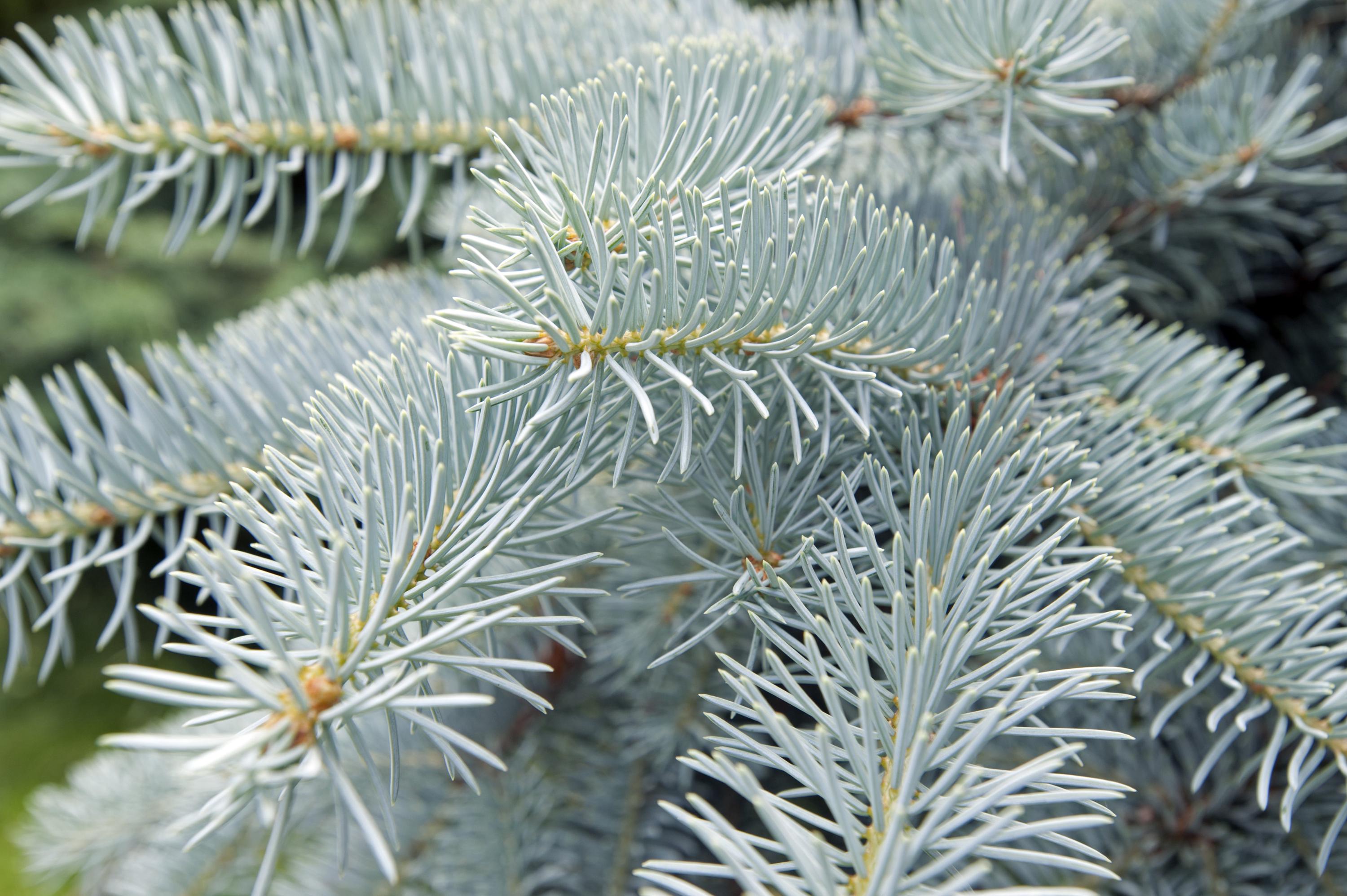 50 Colorado BLUE SPRUCE Tree Picea Pungens Glauca Christmas Tree White ...