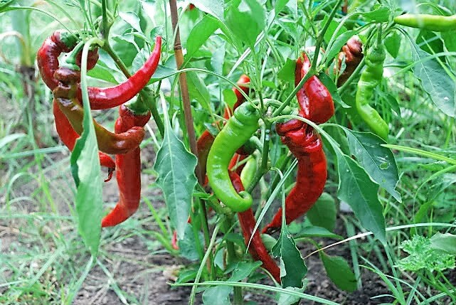 Heirloom 20 seeds Jimmy Nardello Sweet Frying Pepper Seeds & Seed Bombs ...